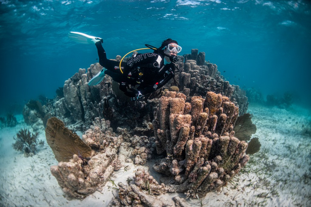 Diving in the cookies